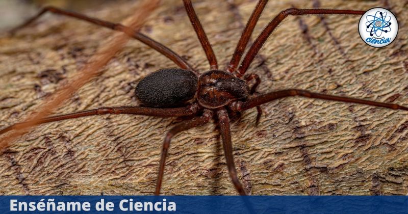 Cómo Reconocer A Una Araña Violinista Y Qué Hacer Ante Una Mordedura