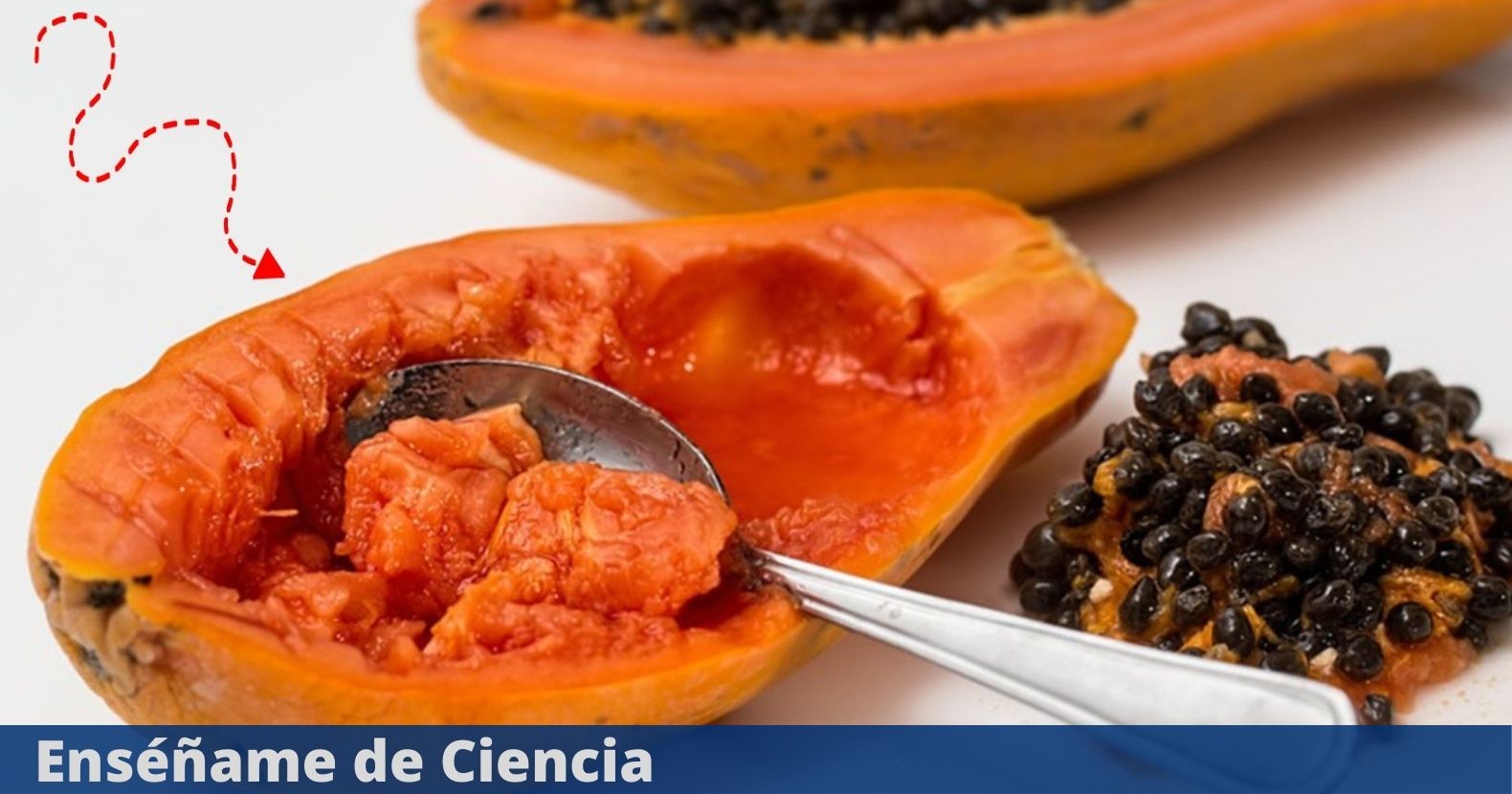 El Uso Altamente Efectivo De Las Cáscaras De Papaya Que Debes Conocer