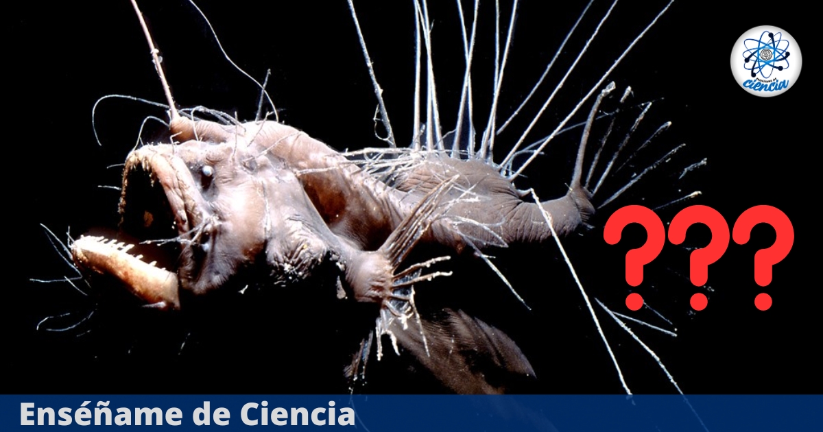 Una criatura única: descubren raro pez que desafía la evolución con ...
