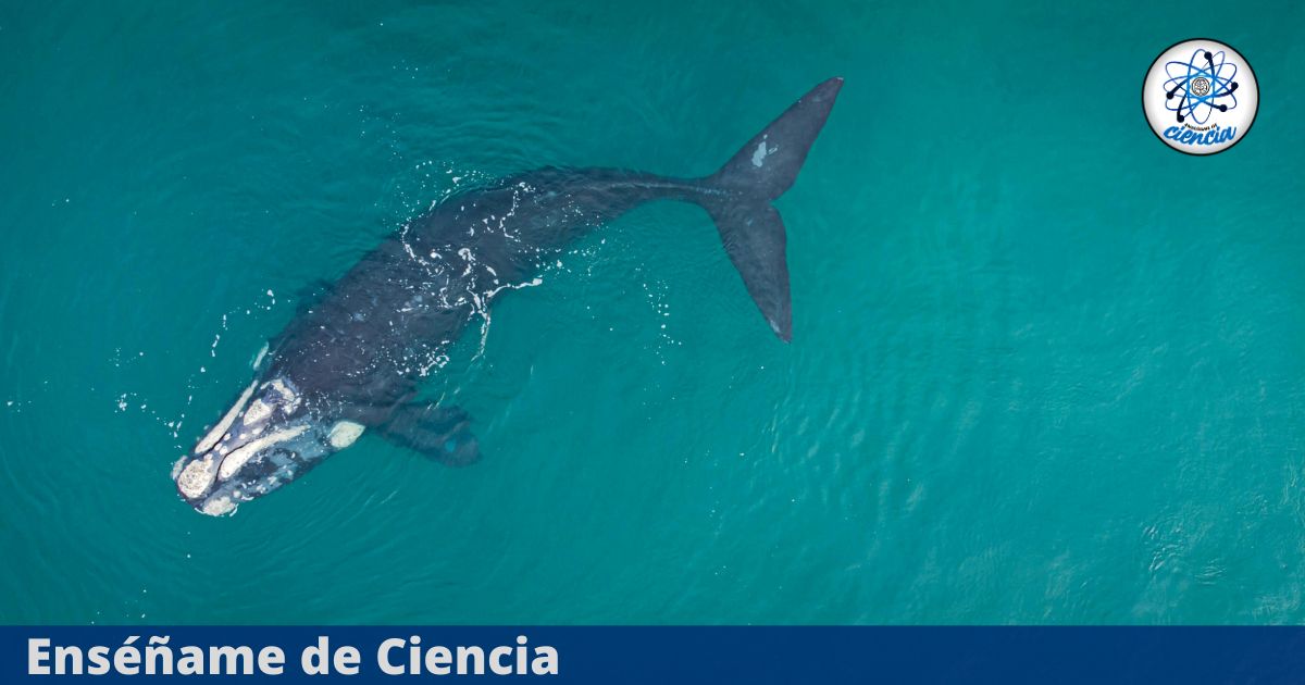 Científicos logran avistar a un cetáceo en el Atlántico que se creía ...