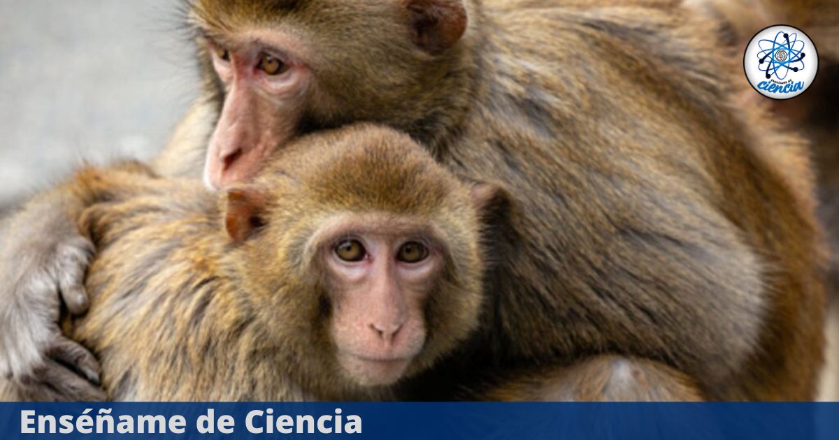 Alertan del escape de más de 40 monos del laboratorio de Alpha Genesis ...