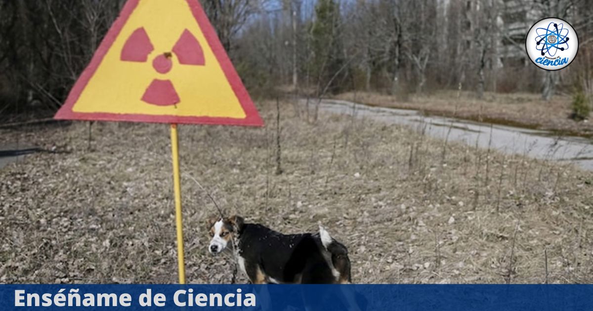 Cómo los perros radiactivos de Chernóbil obtuvieron un «superpoder» para sobrevivir al peor ...