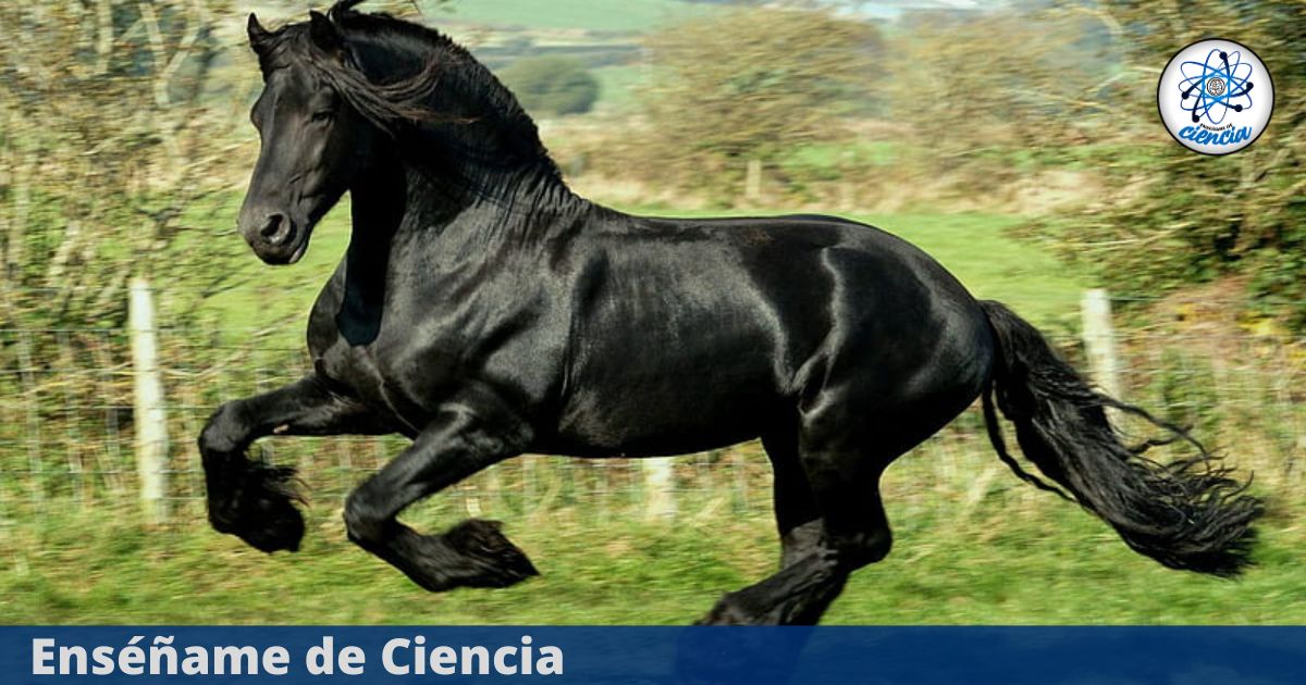Científicos argentinos logran el nacimiento de los primeros caballos ...