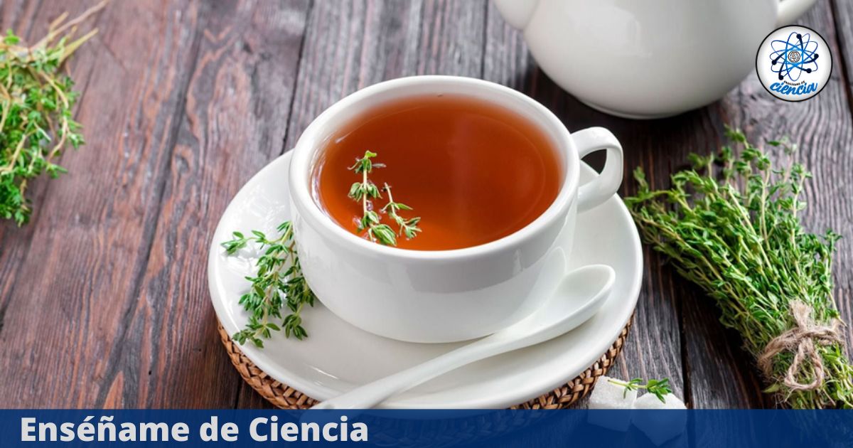Té de tomillo: ¿Para qué sirve y por qué cada vez más personas lo toman ...