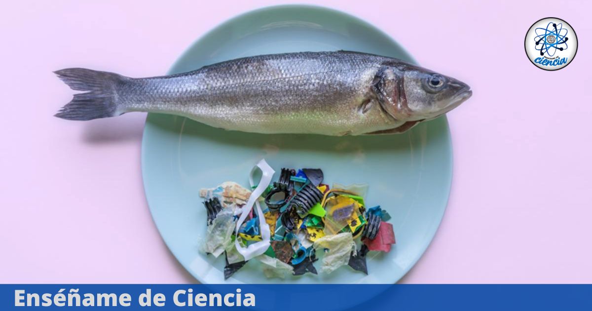 Reciente estudio revela que los microplásticos llegan a nuestro ...