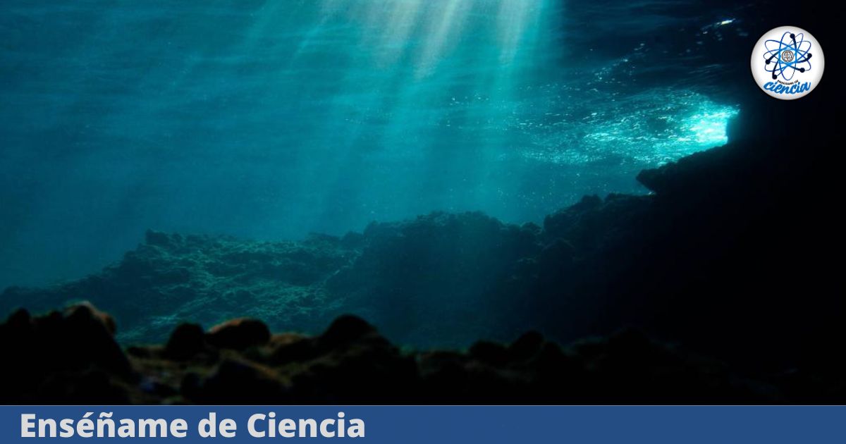 Biólogos descubren el organismo más grande del mundo; mide casi 500 ...