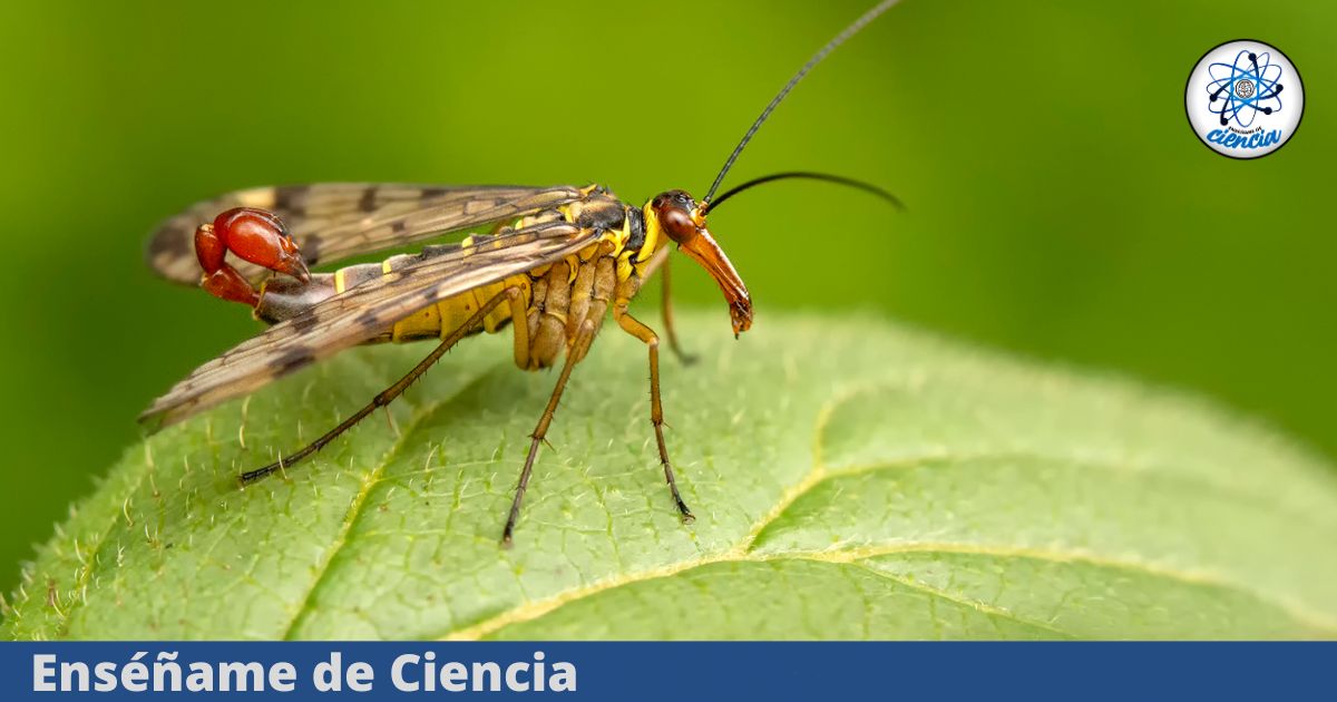 Temporada del ‘alacrán con alas’; ¿cuándo inicia y qué tan peligrosos ...