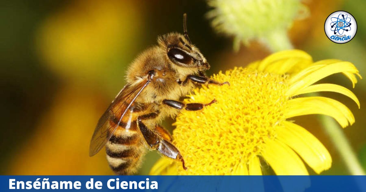 Una investigación sugiere que el veneno de abeja podría combatir tipos ...