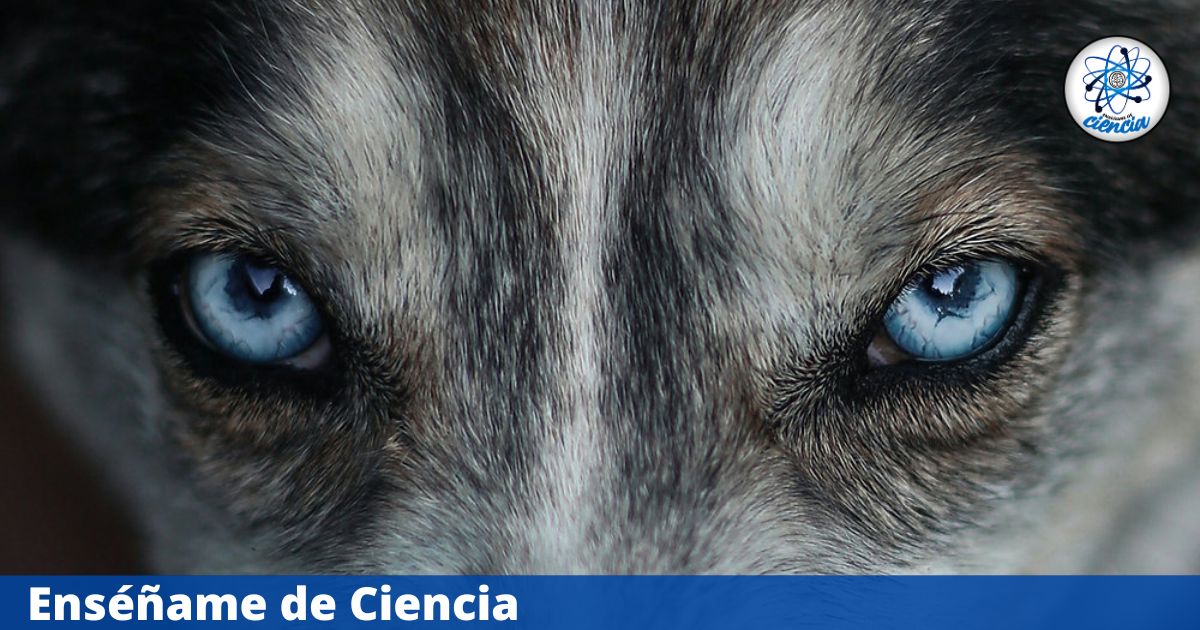 Un nuevo híbrido de perro y lobo desata preocupación ecológica; es una ...